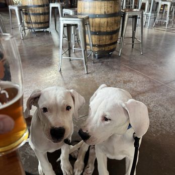 POWDERHAUS BREWING COMPANY - Updated January 2026 - 83 Photos & 77 ...