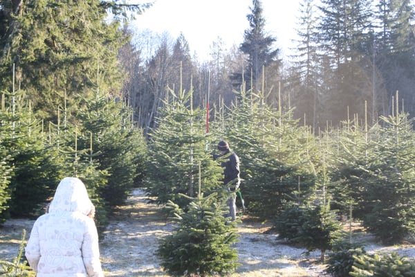 HEMSTROM VALLEY TREE FARM CHRISTMAS TREES - TEMP. CLOSED - Updated ...
