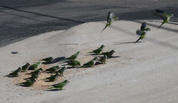 THE WILD PARROTS OF EAST AUSTIN - 34 Photos & 70 Reviews - E 5th St ...