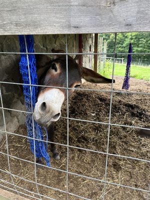 LILAC HEDGE FARM - Updated October 2025 - 42 Photos & 39 Reviews - 216 ...