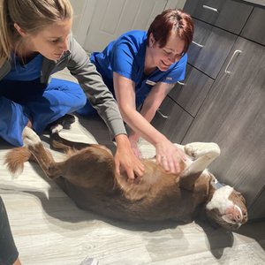 Sangaree Animal Hospital Cane Bay