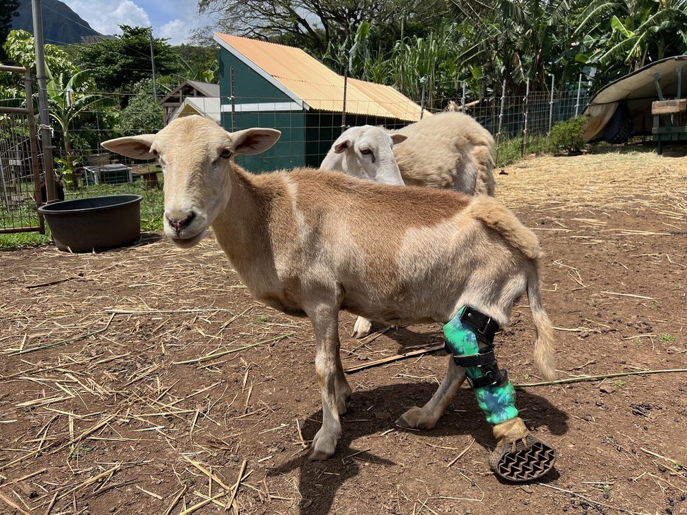 ALOHA ANIMAL SANCTUARY - Updated October 2025 - 26 Photos - 47-119 ...