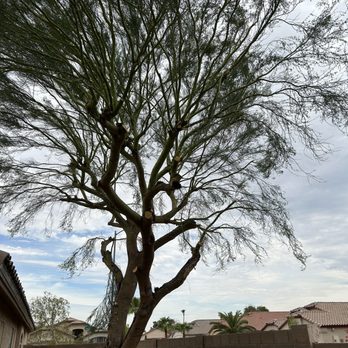 CORE TREE SERVICE - Updated December 2024 - 105 Photos & 127 Reviews ...