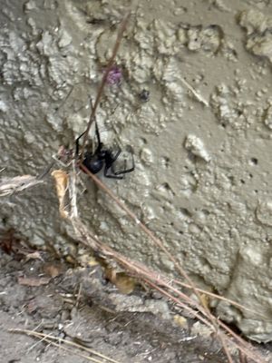 PRO ACTIVE PEST CONTROL - Updated January 2026 - 31 Photos & 218 ...