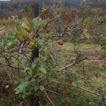 LONE MAPLE FARM - Updated January 2026 - 23 Photos & 16 Reviews - 2001 ...