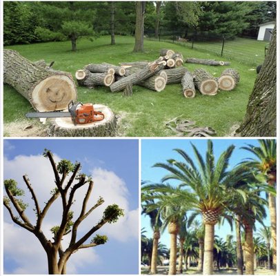 STAR BLUEGILL’S TREE SERVICES - Updated October 2025 - 242 Photos & 15 ...