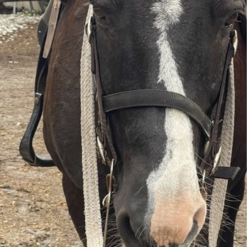 DIAMOND D RANCH - Updated December 2025 - 64 Photos & 22 Reviews - 5903 ...