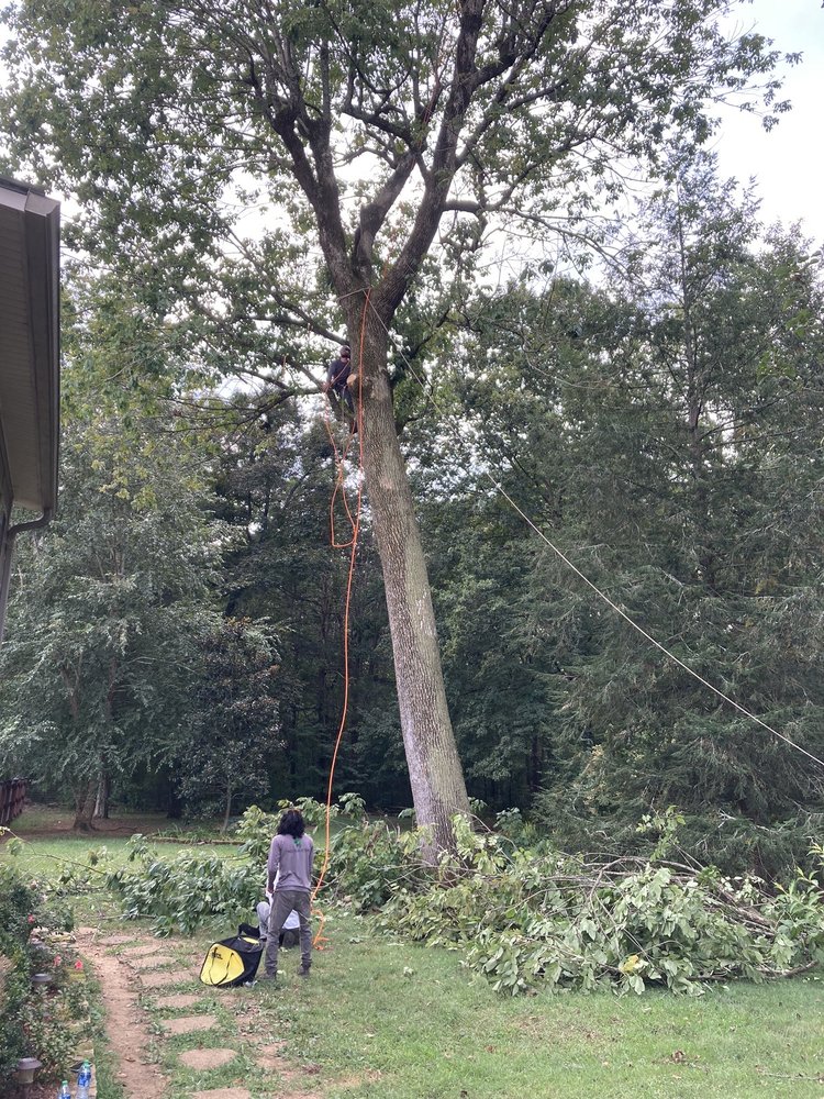 TREE MUSKETEERS - Updated April 2025 - 10 Photos - Cleveland, Tennessee ...