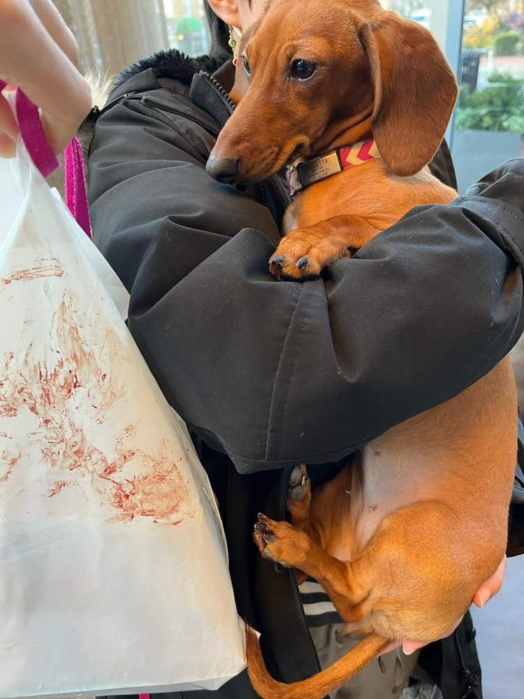 CITY DOGS - Updated March 2025 - 73 Photos & 126 Reviews - 1832 18th St ...