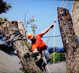 AFFORDABLE TREE CARE - Updated December 2025 - 36 Photos & 23 Reviews ...