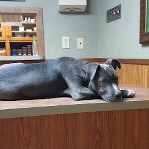 UF SMALL ANIMAL HOSPITAL - Updated July 2025 - 62 Photos & 112 Reviews ...