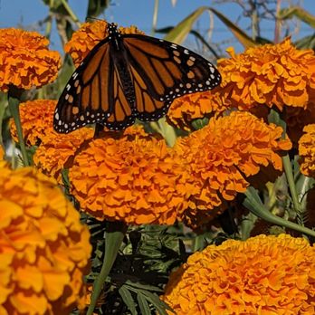 SANCHEZ PRODUCE - Updated January 2026 - 65 Photos & 23 Reviews - 16230 ...