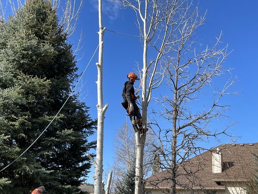 CM TREE SERVICE AND REMOVAL - Updated August 2025 - 490 N 31st St, Billings, Montana - Tree ...