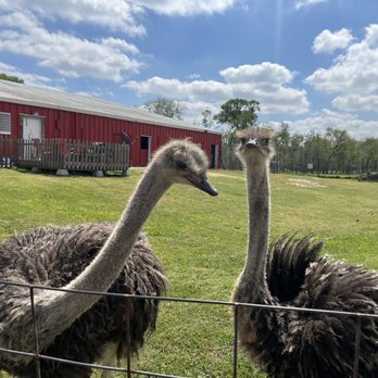BAYOU WILDLIFE ZOO - Updated October 2024 - 348 Photos & 141 Reviews ...