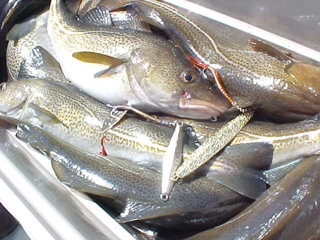 FV_CODZILLA - 33 State St, Narragansett, RI - Yelp