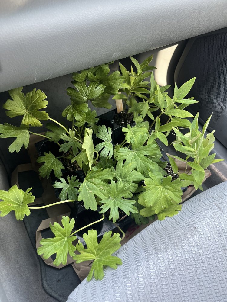 RED STEM NATIVE LANDSCAPES - Updated December 2025 - Chicago, Illinois ...