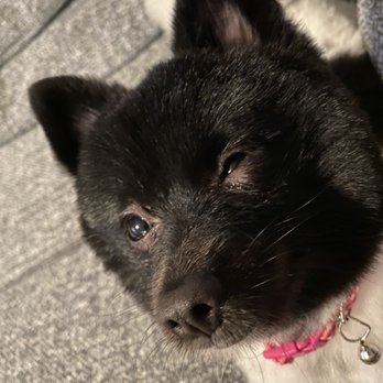 ALOHA DOG - Updated December 2025 - 214 Photos & 97 Reviews - 525B ...