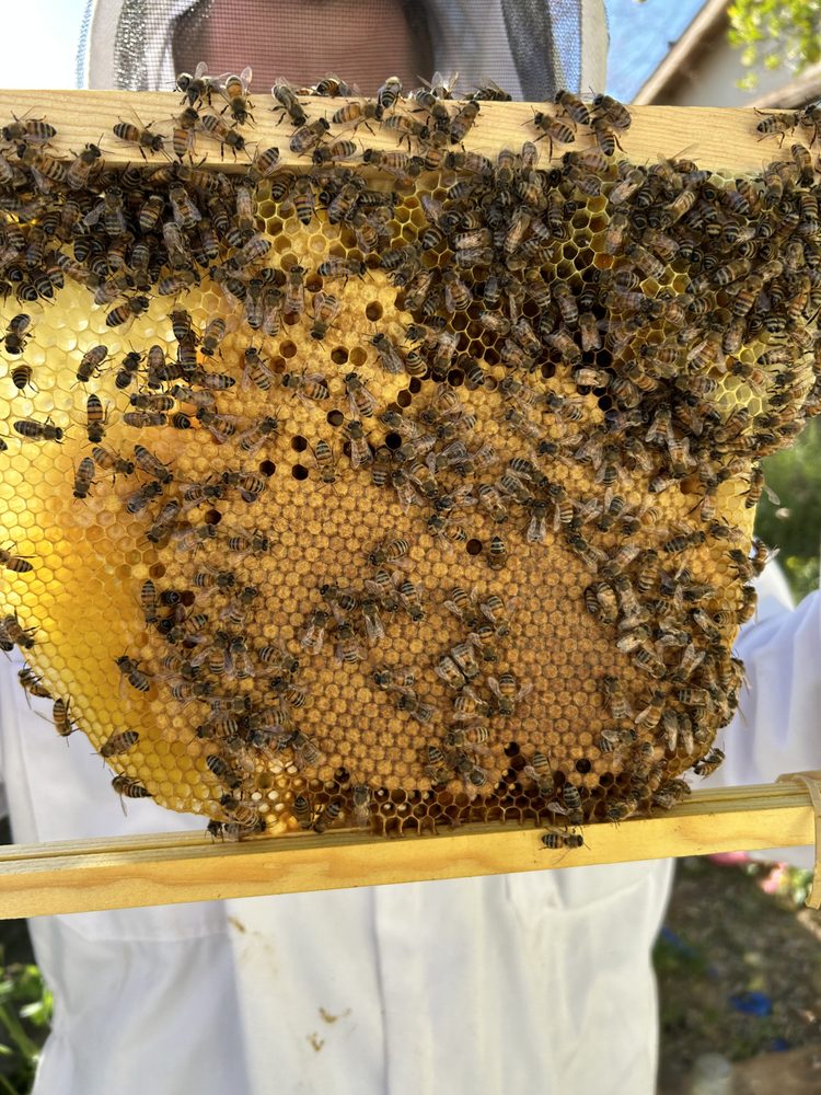 PLAN BEE BEE REMOVAL - Updated August 2024 - Request a Quote ...