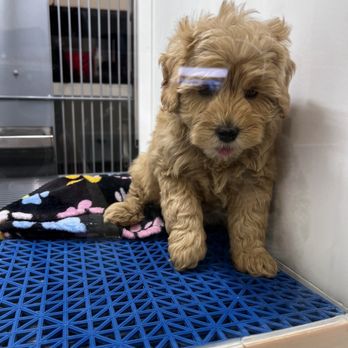 XO PUPS PUREBRED & DESIGNER - Updated September 2025 - 118 Photos & 31 ...