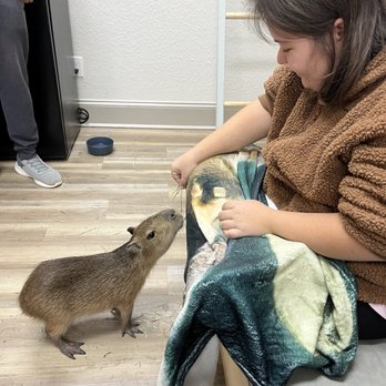 THE CAPYBARA CAFE - Updated August 2025 - 56 Photos & 24 Reviews - 105 ...