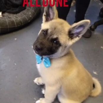 PUNKY PETS PAWLOR - Updated August 2024 - 136 Photos & 30 Reviews ...