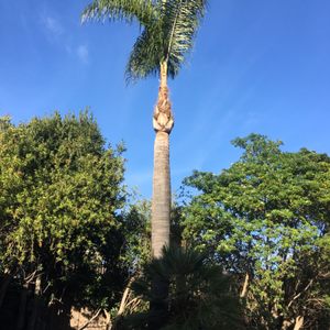 CAL TREE CARE - 55 Photos & 152 Reviews - Tree Services - Hayward, CA ...