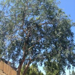 ALL ACCESS TREE CARE - 151 Photos & 220 Reviews - 289 Vernon Way, El ...