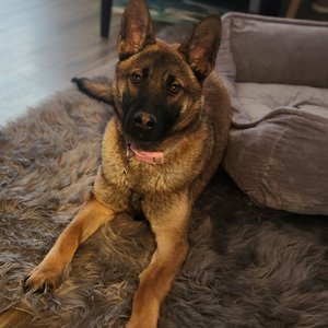 CLUB MEAD PET RESORT - Updated December 2025 - 12 Reviews - 901 10 ...