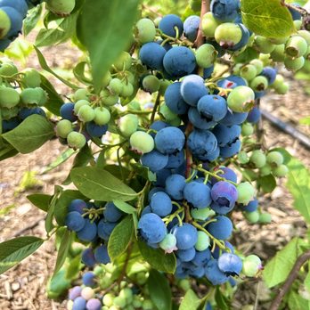 SILVERMAN’S FARM - Updated September 2025 - 185 Photos & 136 Reviews ...