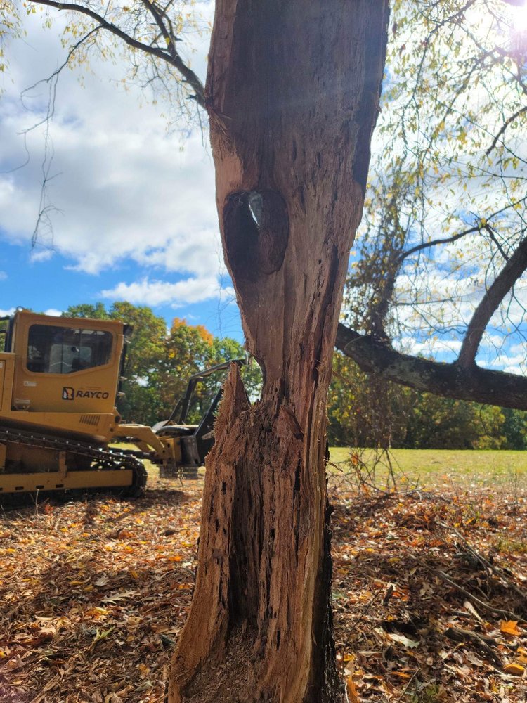 BENDING BRANCHES UNDERBRUSHING - Updated January 2025 - Request a Quote ...