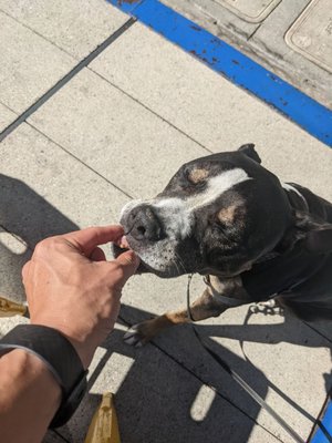 STRUT ANIMAL MOBILITY SPECIALISTS - Updated March 2025 - 11 Reviews ...