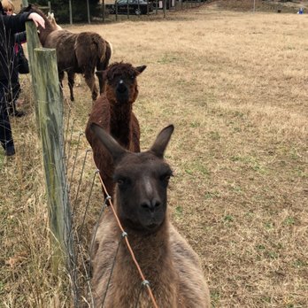 VILLA DE ALPACAS FARM - Updated October 2025 - 139 Photos - 22410 ...