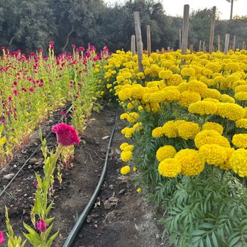 SANCHEZ PRODUCE - Updated April 2025 - 54 Photos & 17 Reviews - 16230 ...