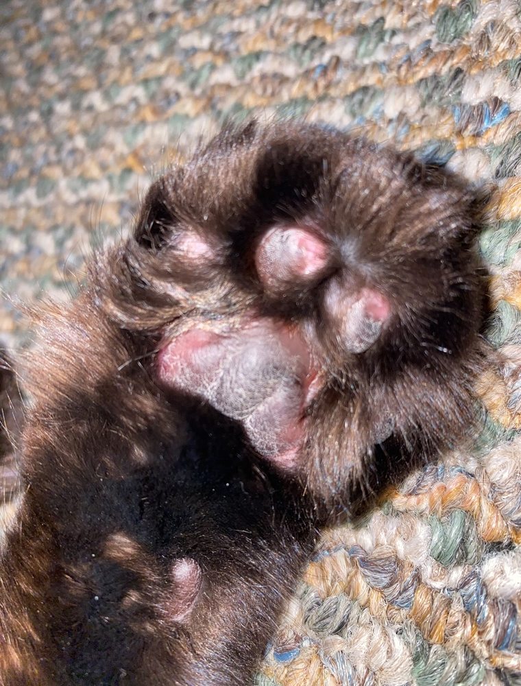 MELLETT ANIMAL HOSPITAL - Updated August 2025 - 4636 Tuscarawas St W ...