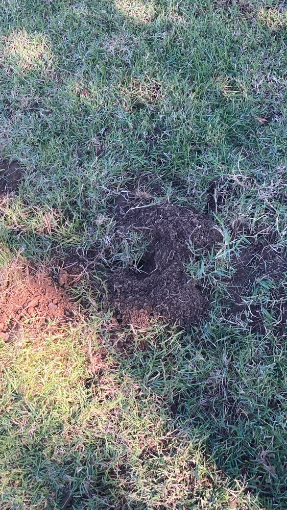 ALPHA GOPHER CONTROL - Updated August 2025 - Request a Quote - Yuba ...