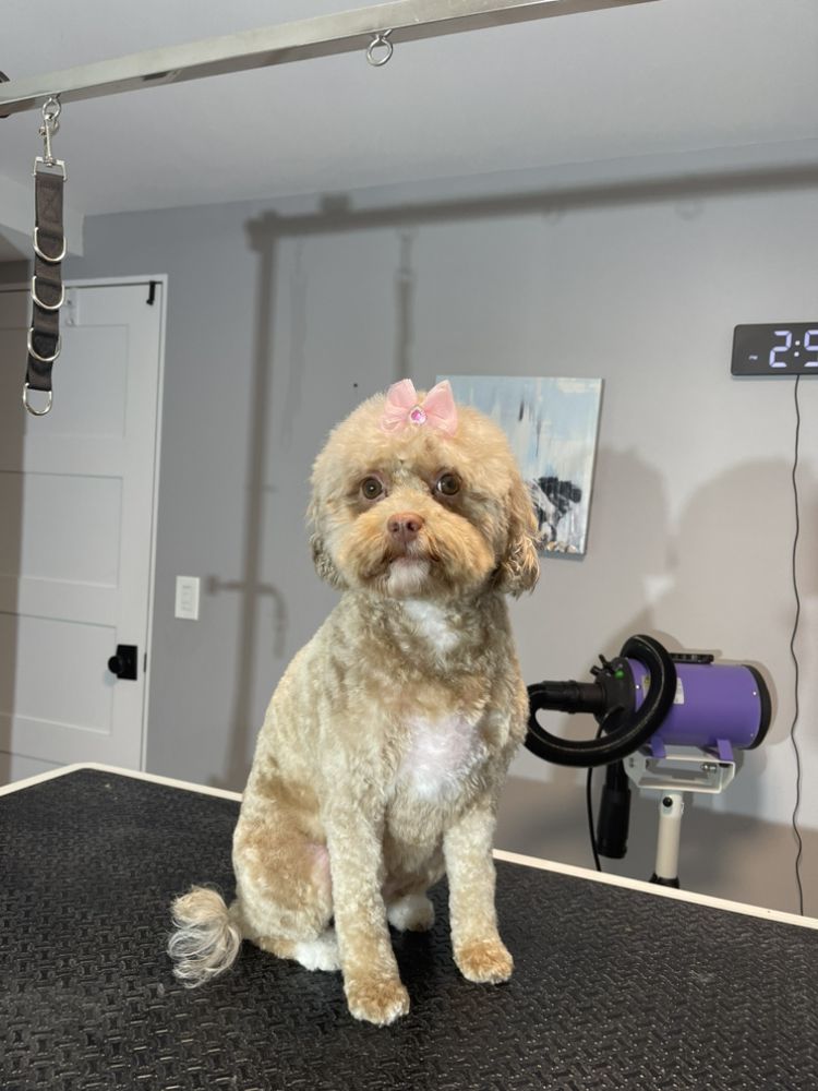 LITTLE LUXE GROOMING - Updated October 2025 - 43 Photos - Mountlake ...