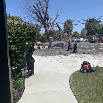 NEW LIFE TREE SERVICE - Updated October 2025 - 94 Photos & 119 Reviews ...