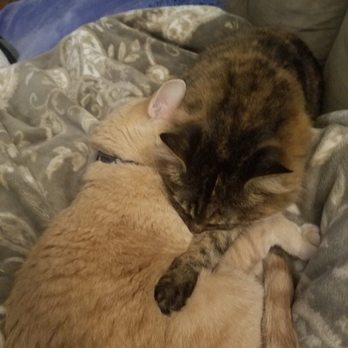 GREATER BIRMINGHAM HUMANE SOCIETY - Updated October 2025 - 50 Photos ...