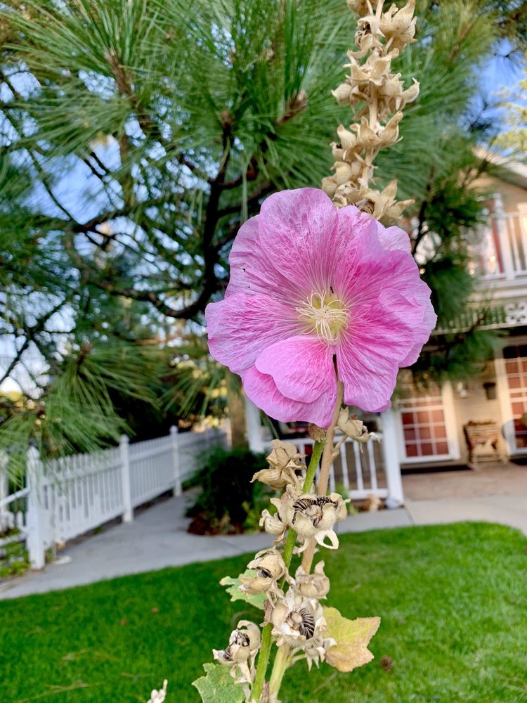 PRESCOTT PINES INN - 127 Photos & 89 Reviews - 901 White Spar Rd ...