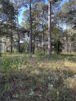 WILLIAM GOODRICH JONES STATE FOREST - Updated October 2025 - 33 Photos ...