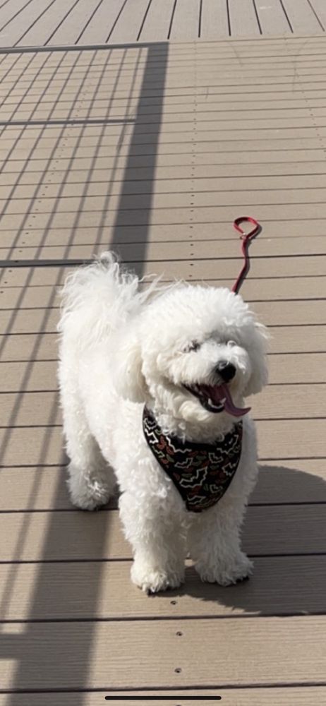 PRIMP MY PAWS - Updated September 2025 - 21 Photos & 11 Reviews - 32 ...