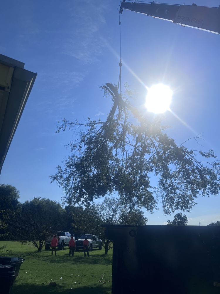 ANYTREE SOLUTION - Updated September 2025 - 11 Photos - Warner Robins, Georgia - Tree Services ...