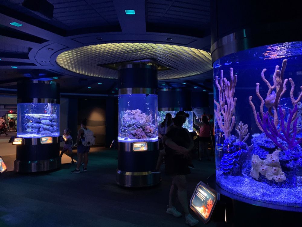 THE SEAS WITH NEMO AND FRIENDS - Updated January 2026 - 682 Photos ...
