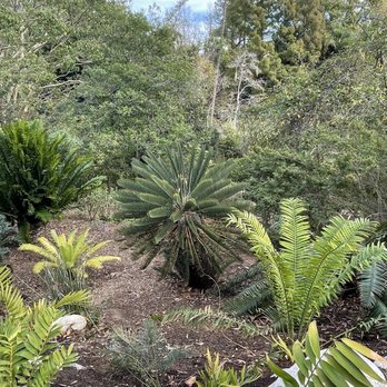UCLA MATHIAS BOTANICAL GARDEN - Updated July 2025 - 457 Photos & 114 ...