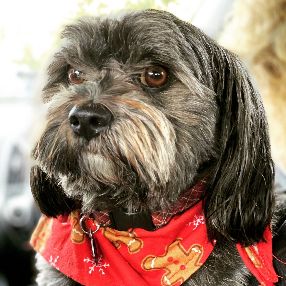 CRITTER SITTERS LA - Updated June 2024 - 92 Photos & 16 Reviews - 718 1 ...