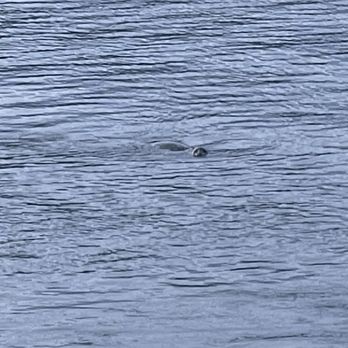 GROUNDLING PIZZA - Updated May 2025 - 88 Photos & 54 Reviews - 94749 ...