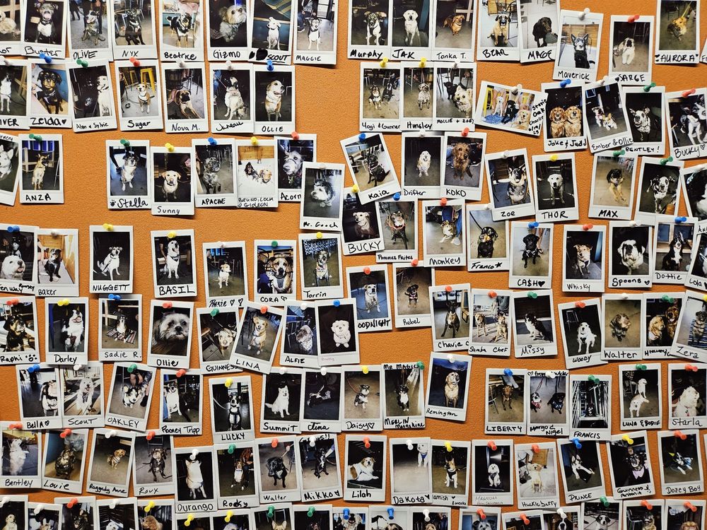 URBAN ANIMAL BEER - Updated November 2025 - 15 Reviews & 16 Photos ...