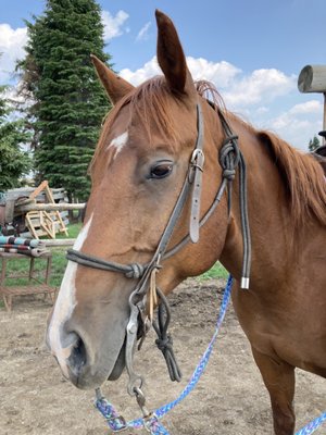 THE DIAMOND P RANCH - Updated July 2025 - 59 Photos & 71 Reviews - 2865 ...