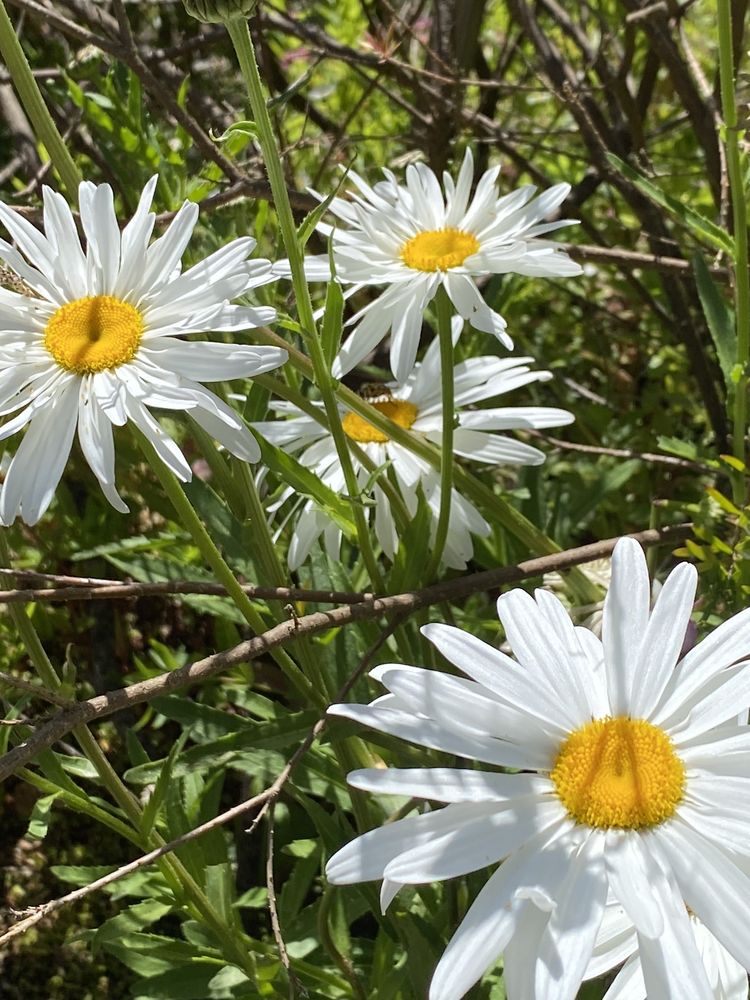 OLD MONTEREY INN - Updated July 2024 - 161 Photos & 128 Reviews - 500 ...