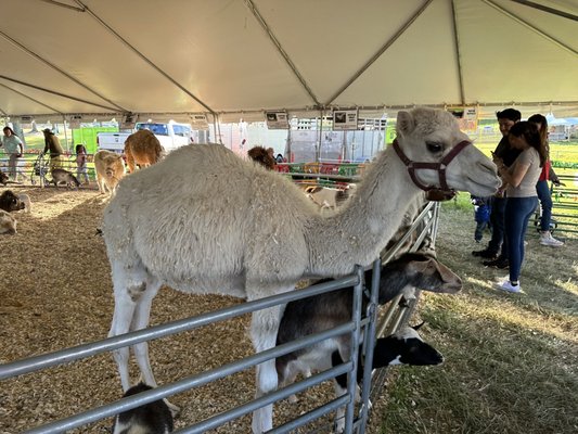 GEORGIA STATE FAIR - Updated December 2025 - 93 Photos & 34 Reviews ...